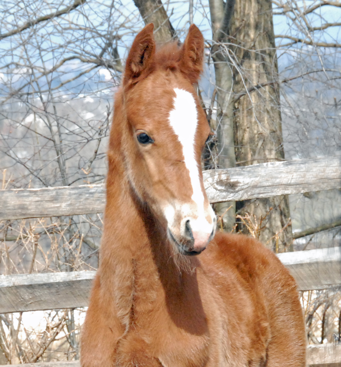 Spring Is On the Way! - Schengrund Stables