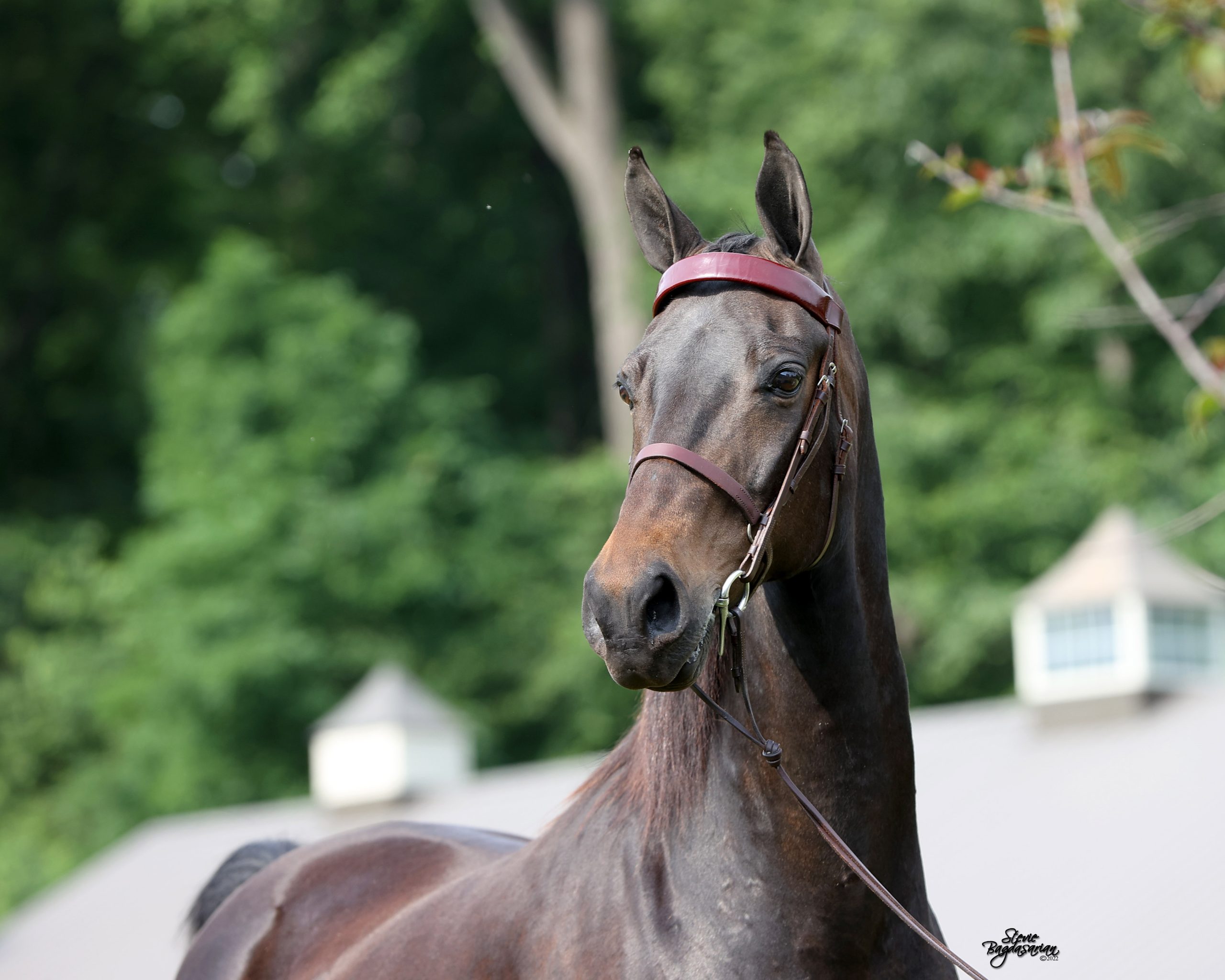 Indian Creek Sahara - Schengrund Stables