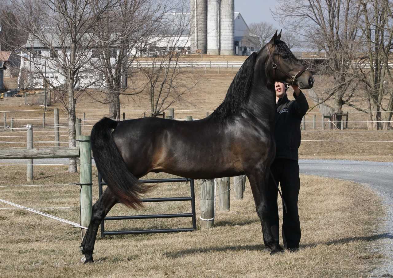 Chinese Circus - Schengrund Stables